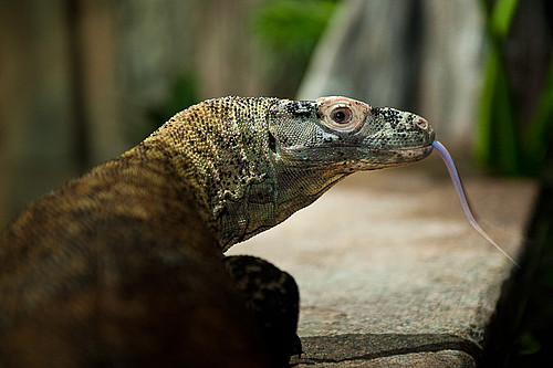 Komodovaranen har fået sit navn: Randers Regnskov - Tropical Zoo