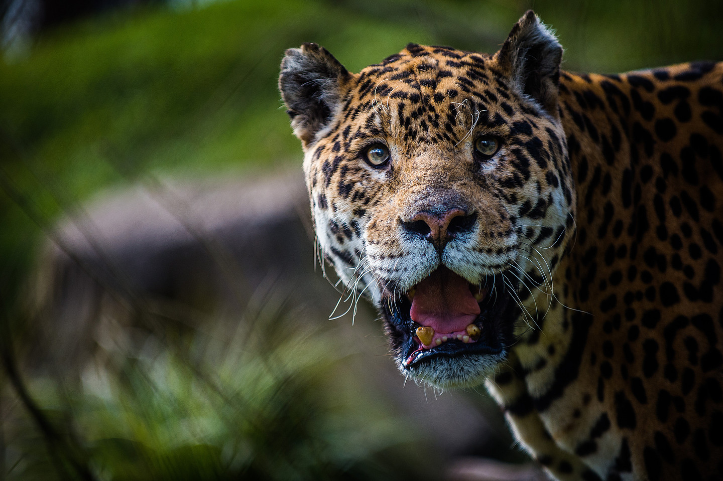 Historie: Randers Regnskov - Tropical Zoo