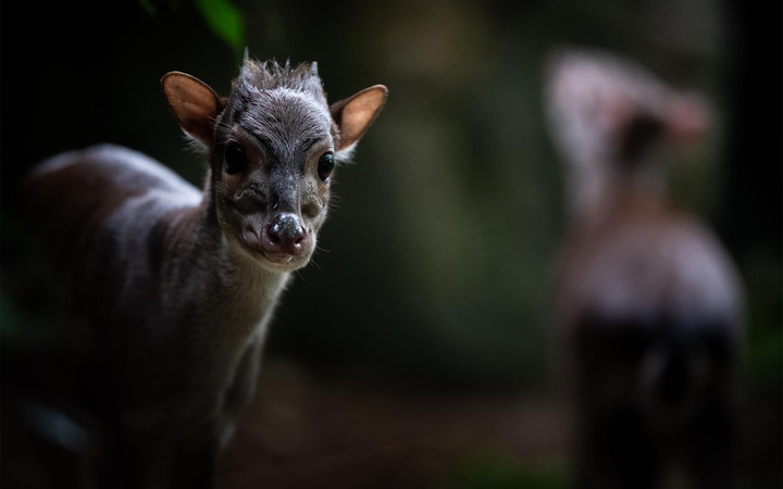 TropeCamp: Randers Regnskov - Tropical Zoo