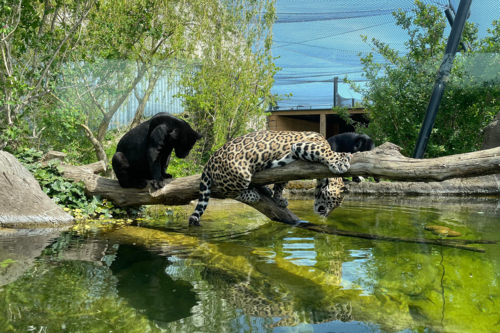 Svømning på jaguarskoleskemaet: Randers Regnskov - Tropical Zoo