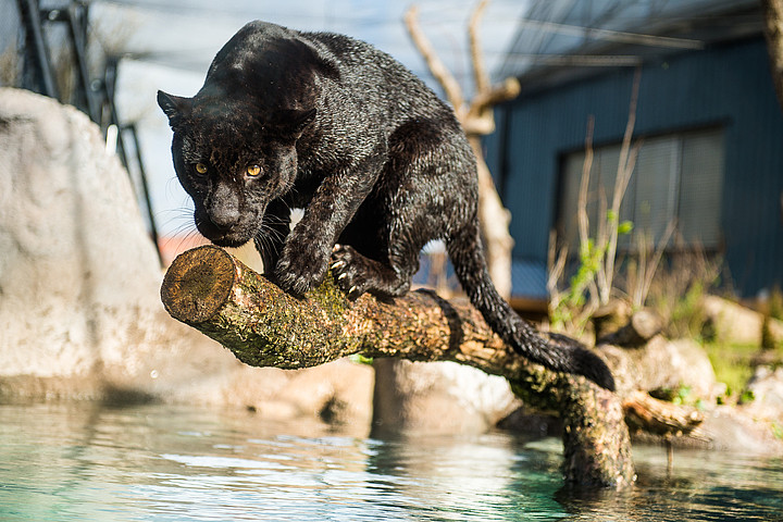 Pressefotos: Randers Regnskov - Tropical Zoo