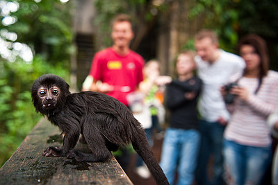 Randers Regnskov FAQ: Randers Regnskov - Tropical Zoo