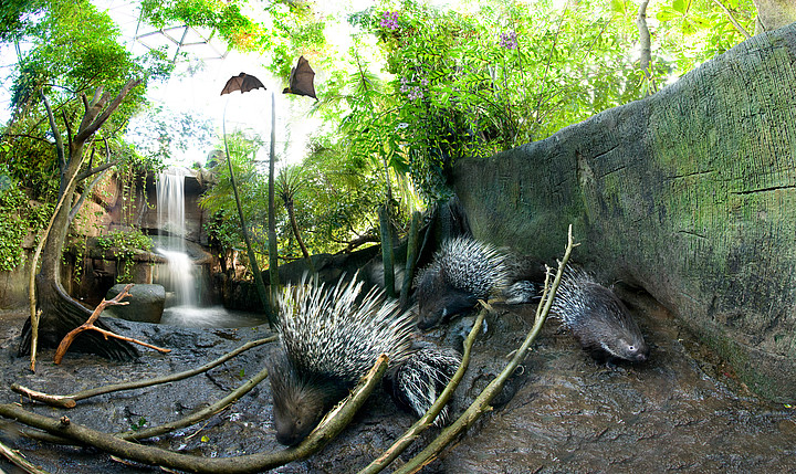 Pressefotos: Randers Regnskov - Tropical Zoo