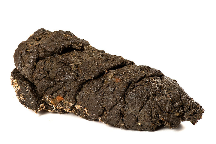 Gæt en lort: Randers Regnskov - Tropical Zoo