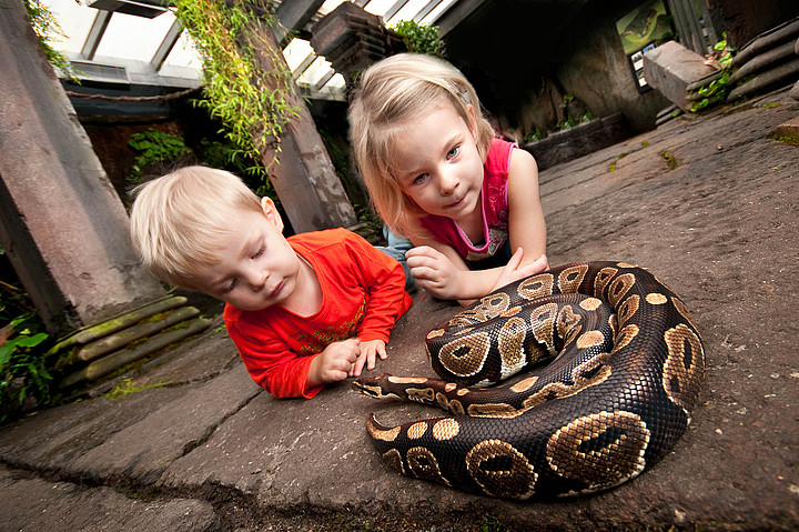 Pressefotos: Randers Regnskov - Tropical Zoo