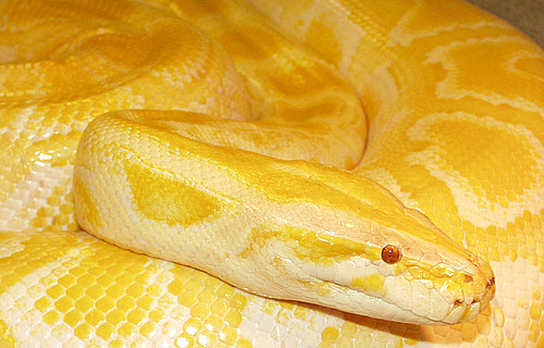 Vejning af Danmarks største albino python: Randers Regnskov - Tropical Zoo