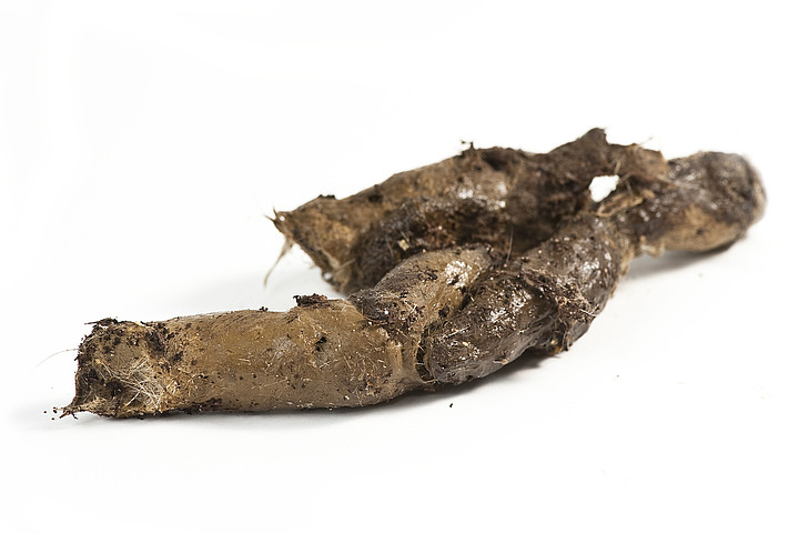 Gæt en lort: Randers Regnskov - Tropical Zoo