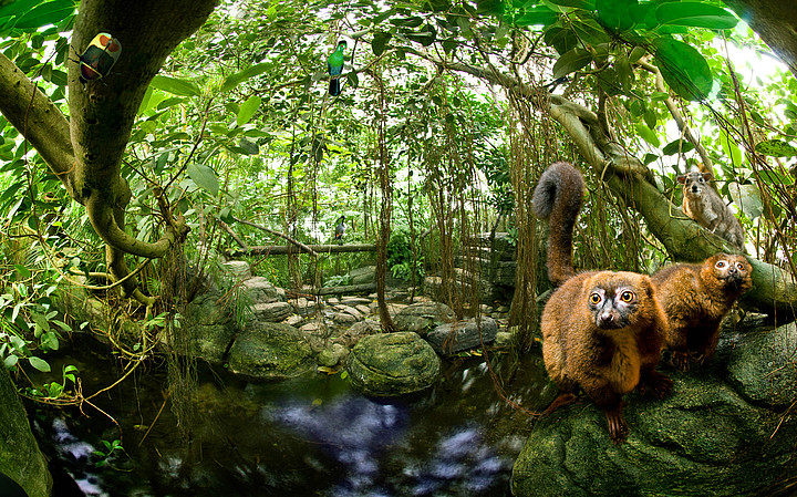 Pressefotos: Randers Regnskov - Tropical Zoo
