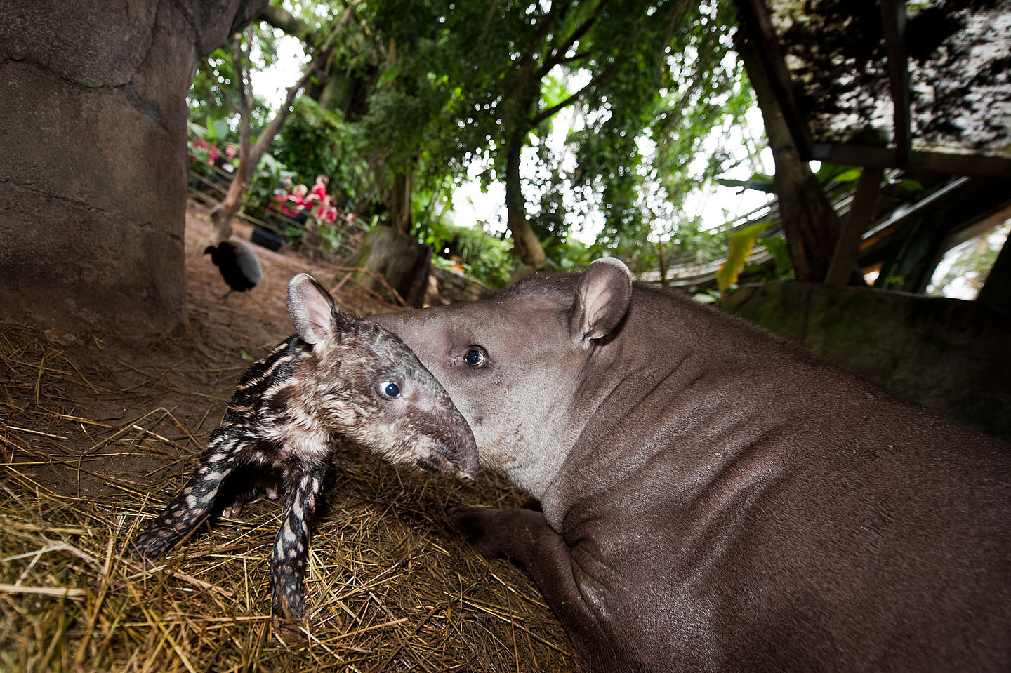 Politikker: Randers Regnskov - Tropical Zoo