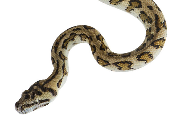 Praktiske informationer: Randers Regnskov - Tropical Zoo