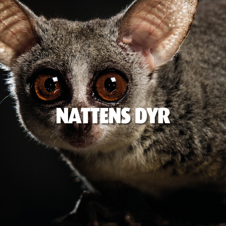 TropeCamp: Randers Regnskov - Tropical Zoo