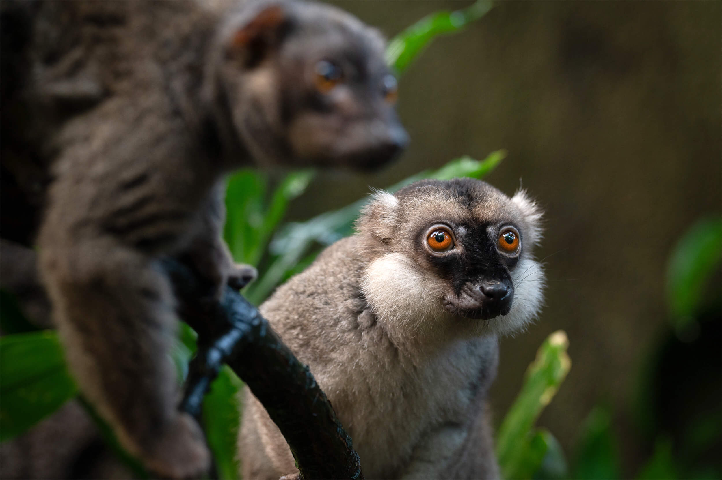 THE EXHIBIT: Randers Regnskov - Tropical Zoo