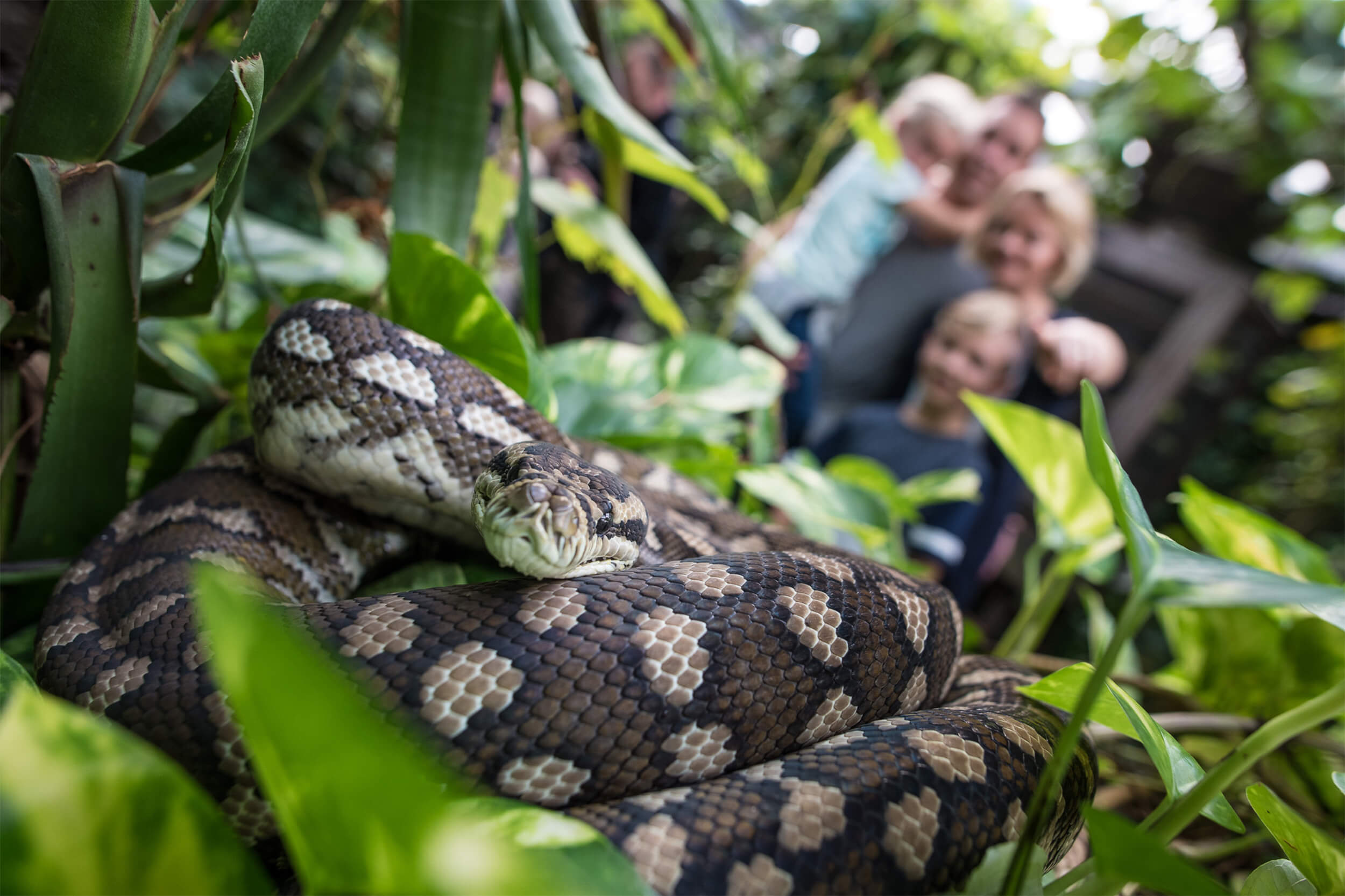 OPLEVELSEN: Randers Regnskov - Tropical Zoo