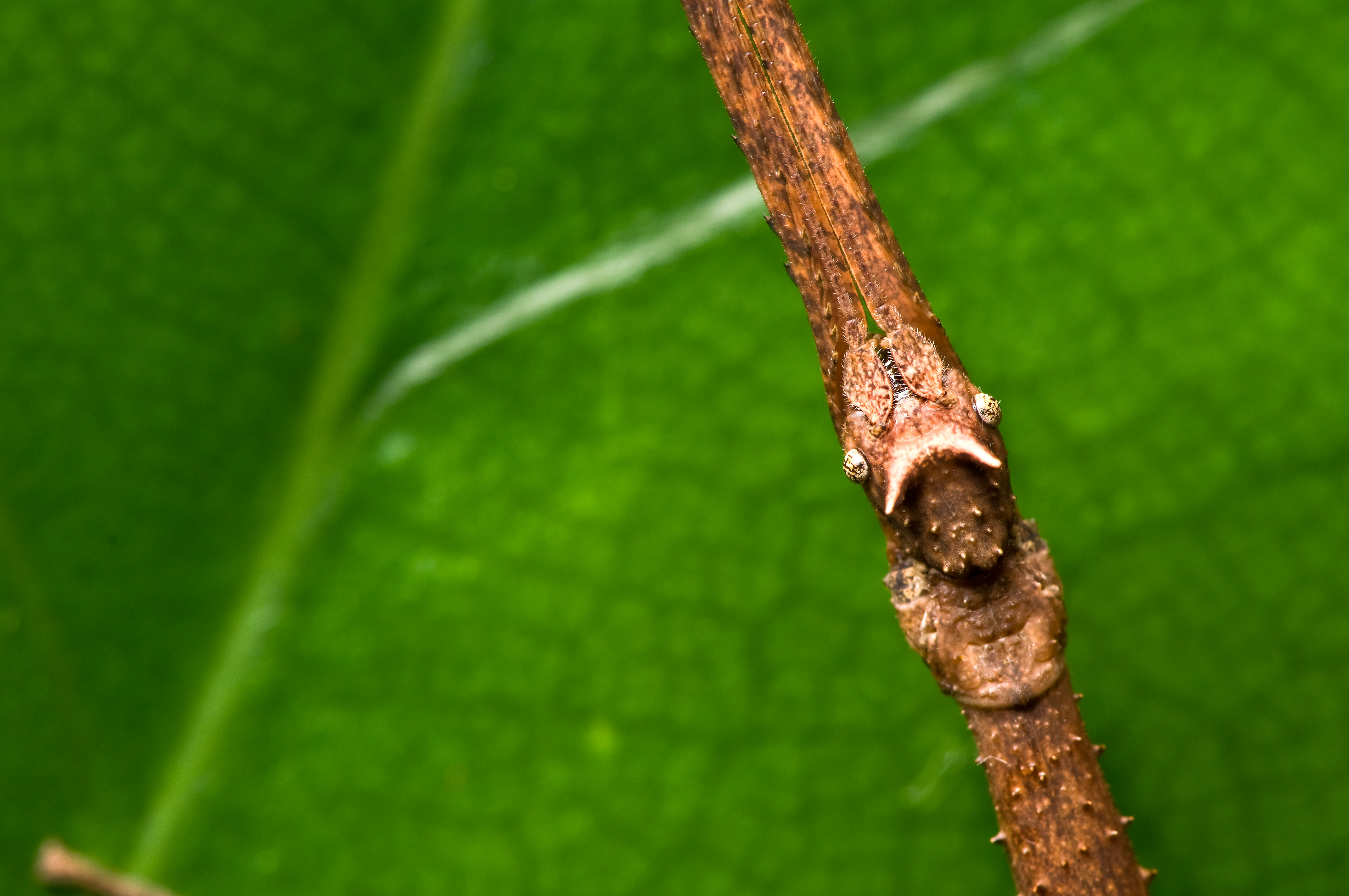 Evolution: Randers Regnskov - Tropical Zoo