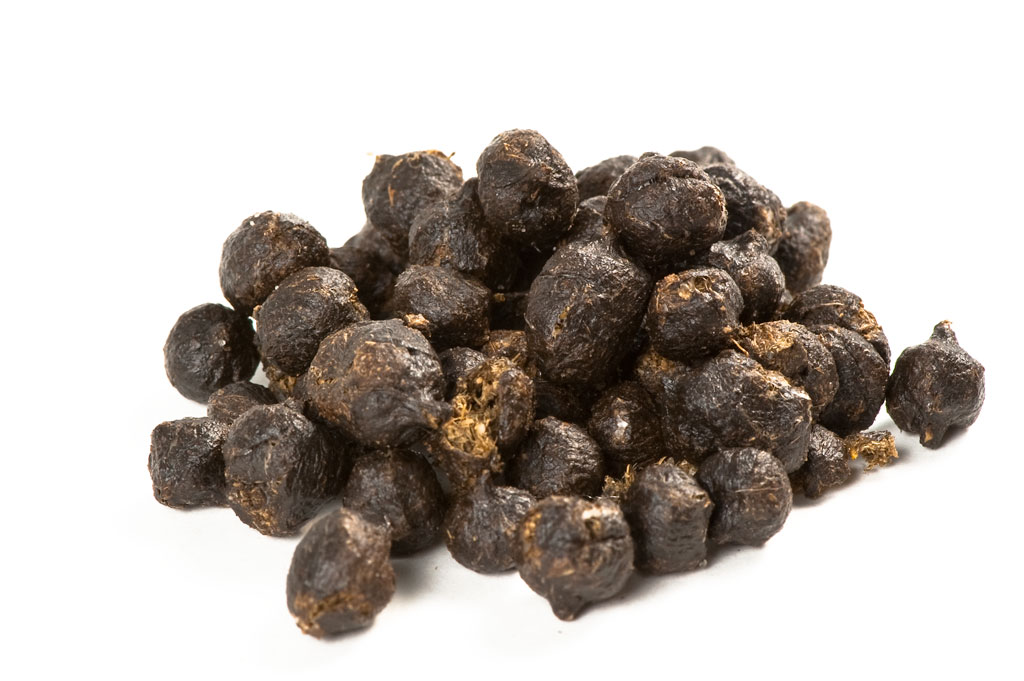 Gæt en lort: Randers Regnskov - Tropical Zoo