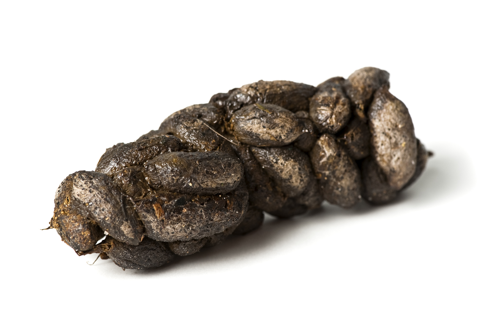 Gæt en lort: Randers Regnskov - Tropical Zoo