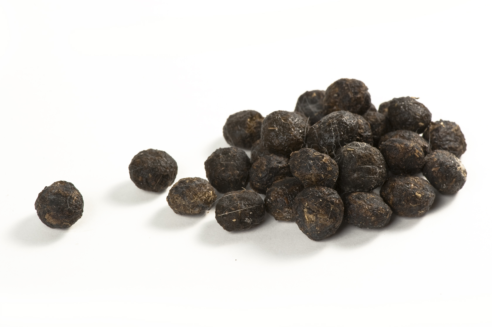 Gæt en lort: Randers Regnskov - Tropical Zoo