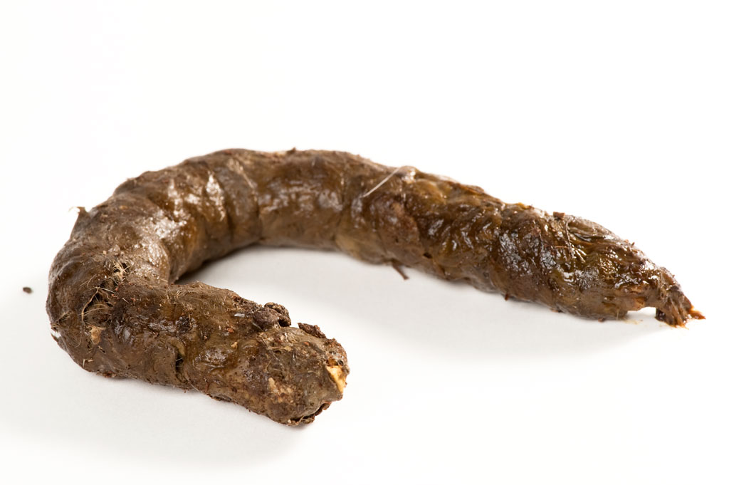 Gæt en lort: Randers Regnskov - Tropical Zoo