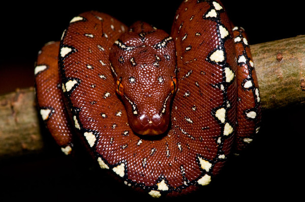 Grøn træpython: Randers Regnskov - Tropical Zoo