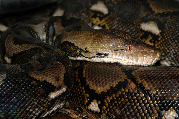 Netpython: Randers Regnskov - Tropical Zoo