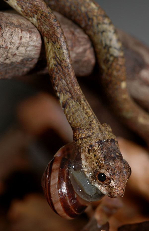 Snegleædende snog: Randers Regnskov - Tropical Zoo