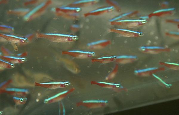 Rød neon: Randers Regnskov - Tropical Zoo