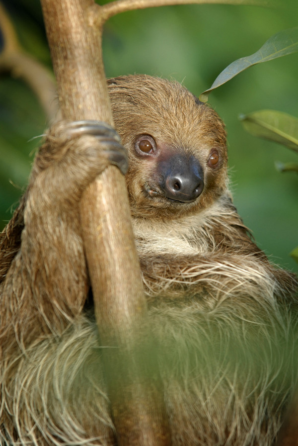 Totået dovendyr: Randers Regnskov - Tropical Zoo