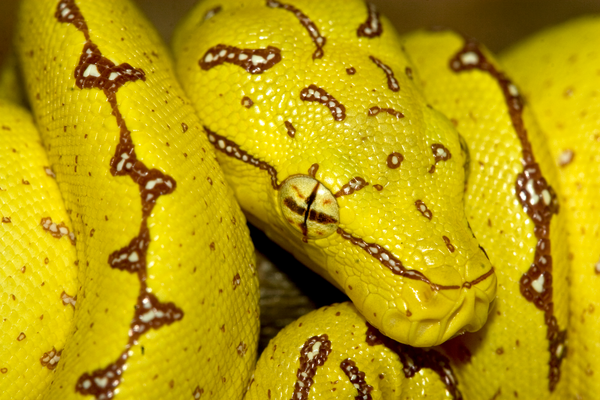 Grøn træpython: Randers Regnskov - Tropical Zoo