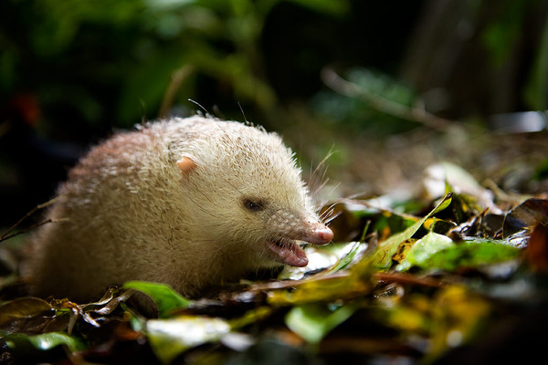 Tenrek: Randers Regnskov - Tropical Zoo
