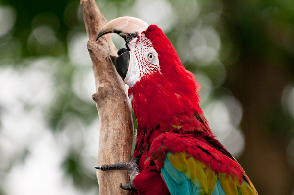 Mørkerød ara: Randers Regnskov - Tropical Zoo