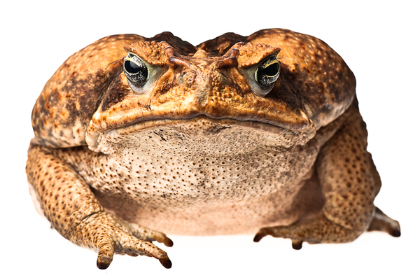 Vis: Randers Regnskov - Tropical Zoo