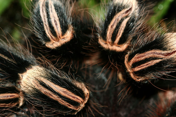 Fugleedderkop: Randers Regnskov - Tropical Zoo