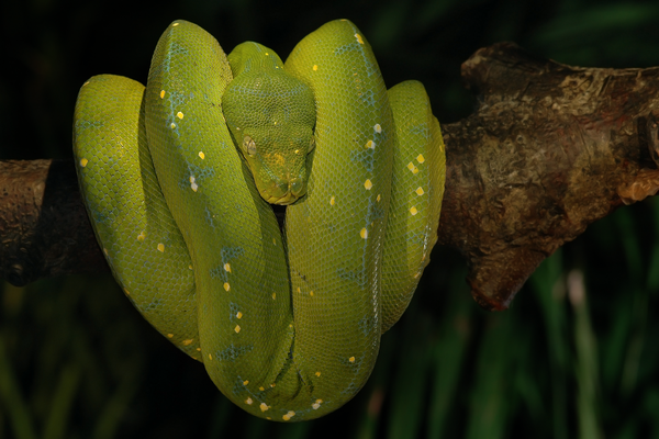Grøn træpython: Randers Regnskov - Tropical Zoo