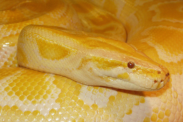 Tigerpython: Randers Regnskov - Tropical Zoo