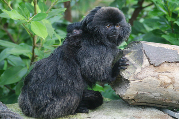 Springtamarin: Randers Regnskov - Tropical Zoo