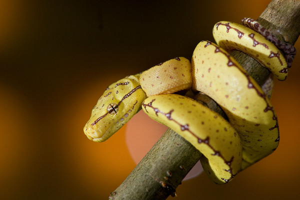 Grøn træpython: Randers Regnskov - Tropical Zoo