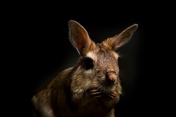 Sydafrikansk springhare: Randers Regnskov - Tropical Zoo