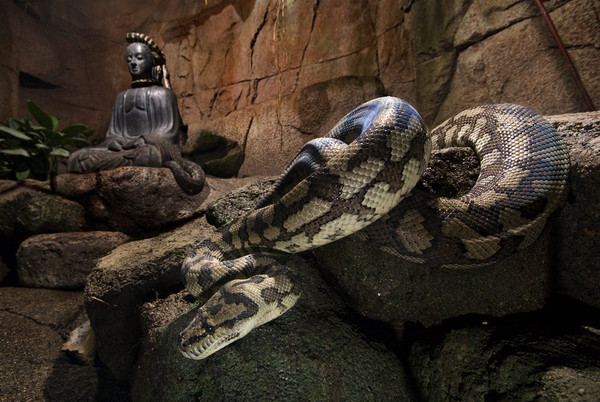 Tæppepython: Randers Regnskov - Tropical Zoo