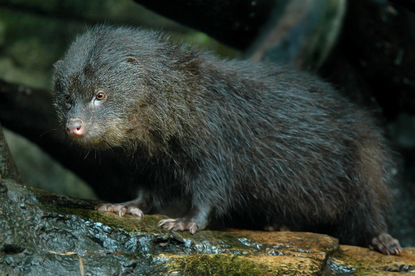 Sumpmangust: Randers Regnskov - Tropical Zoo