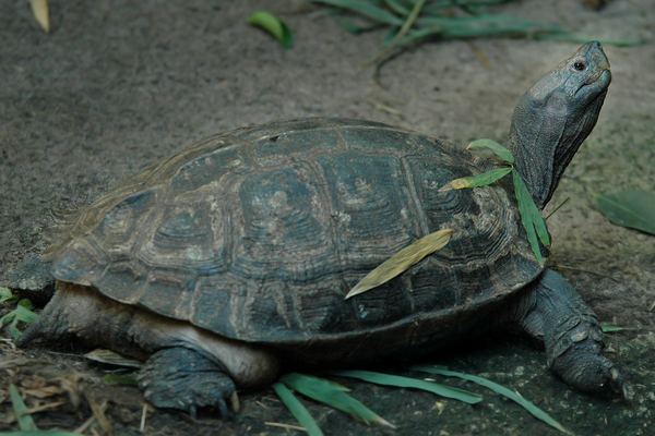 Dyreleksikon: Randers Regnskov - Tropical Zoo