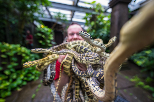 Tæppepython: Randers Regnskov - Tropical Zoo